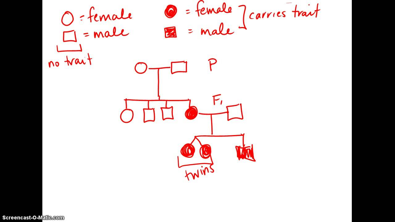 Pedigree Lesson - YouTube