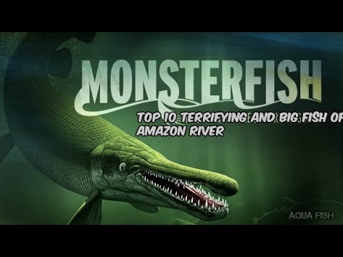 Top 10 Terrifying and big fish of The Amazon River - YouTube