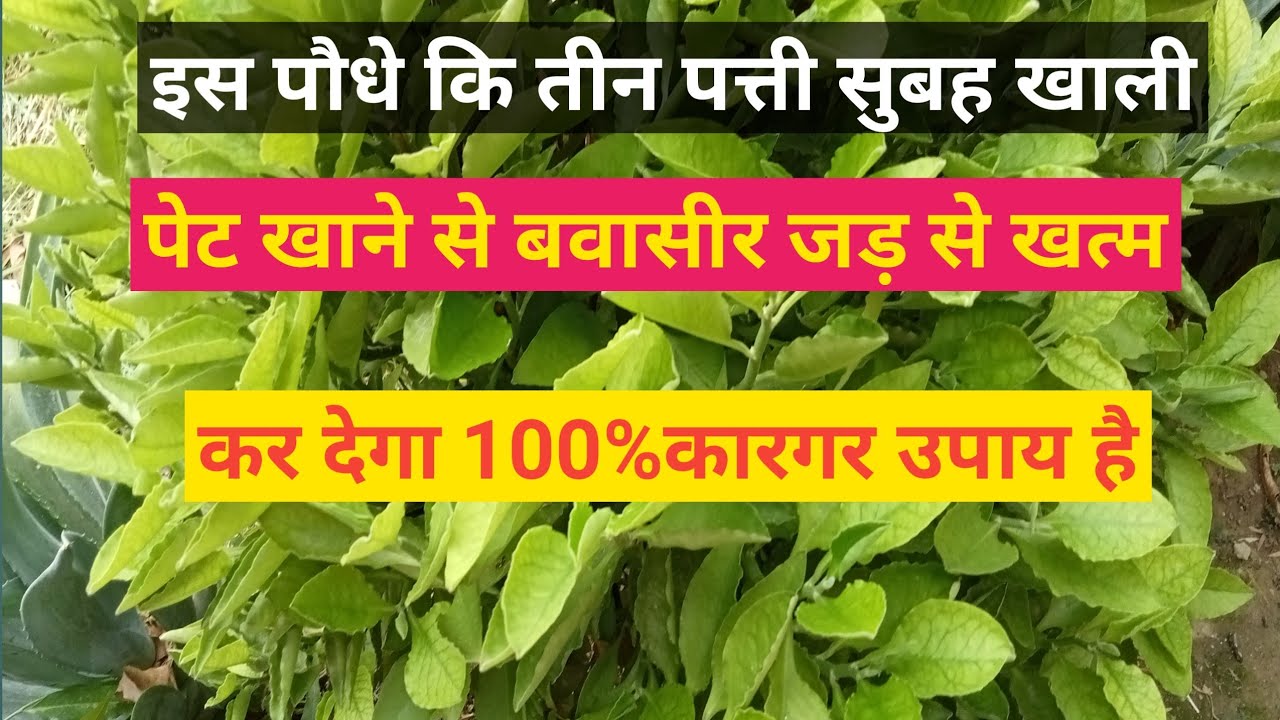 nagdon leaf benefits, नागदोन का पौधा क्या होता है, नागदोन का पौधा कैसा ...