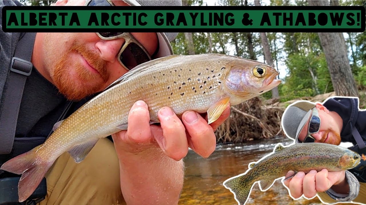 Alberta Arctic Grayling & Athabasca Rainbow Trout - YouTube