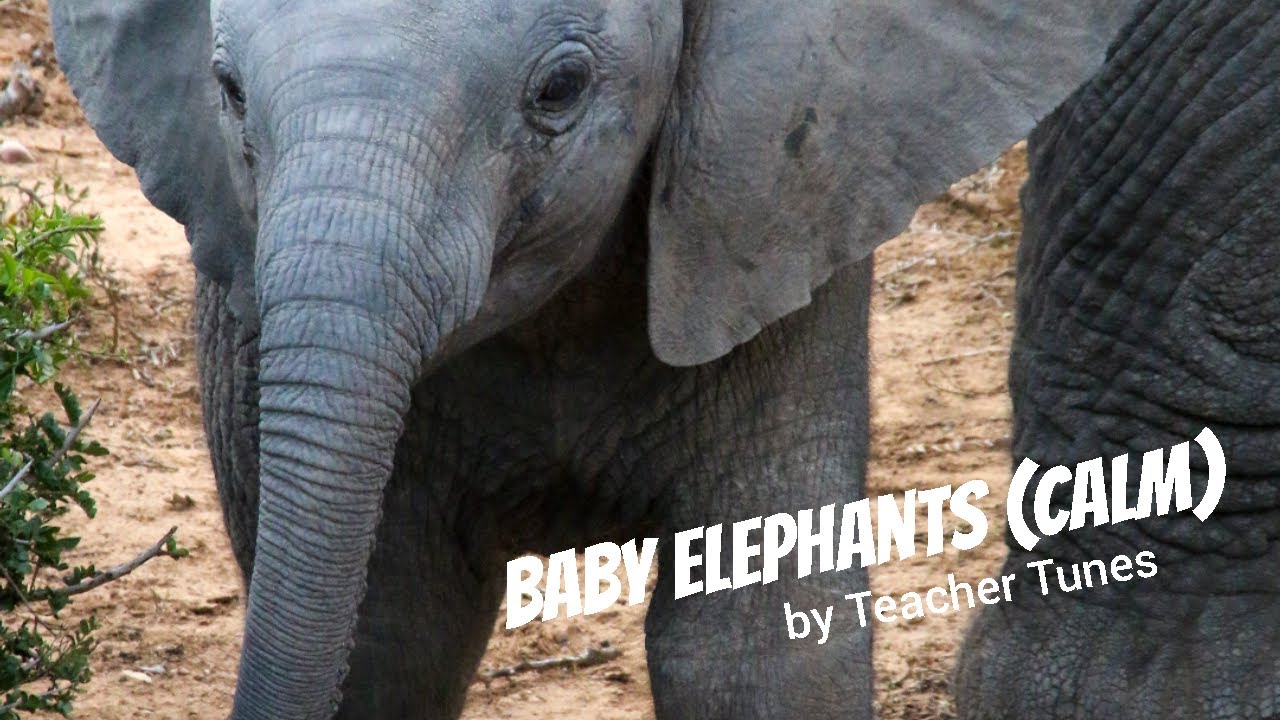 Baby Elephants (Calm) - Relaxing Music for the Classroom, Study ...