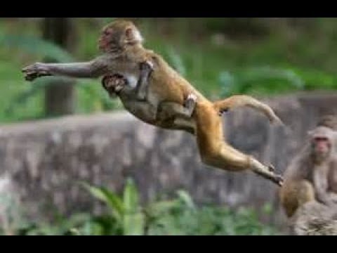 Monkeys Jumping In Trees