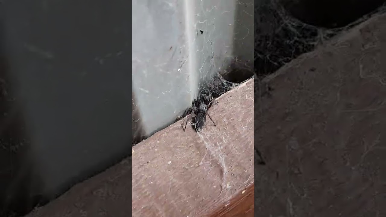 spider warning Australian white tip spider stalking its larger prey ...