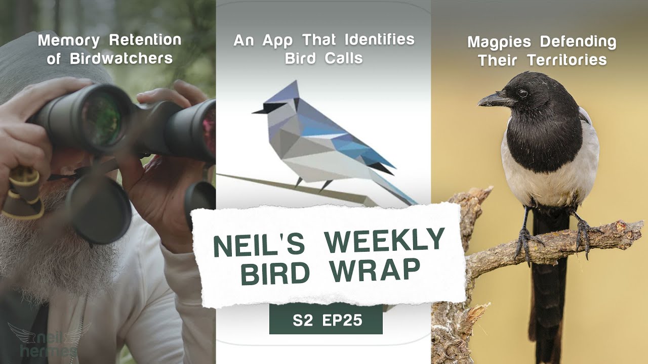 Birdwatching Sharpens the Memory, A Birdcall App, and Magpies are ...