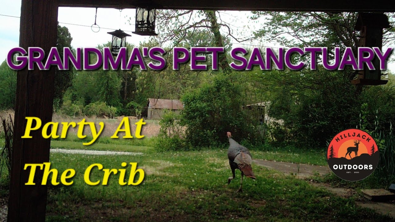 GRANDMA'S PET SANCTUARY: Party At The Crib - YouTube