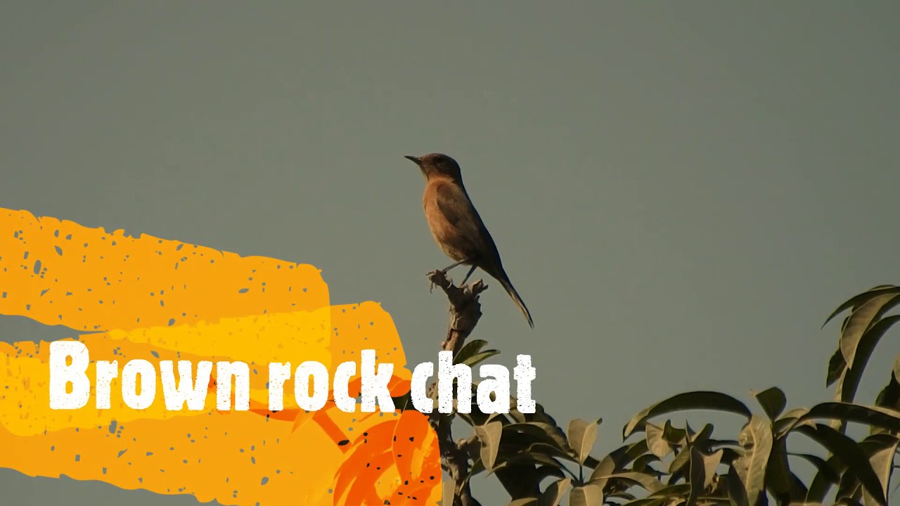 Brown rock chat - Indian chat bird - YouTube