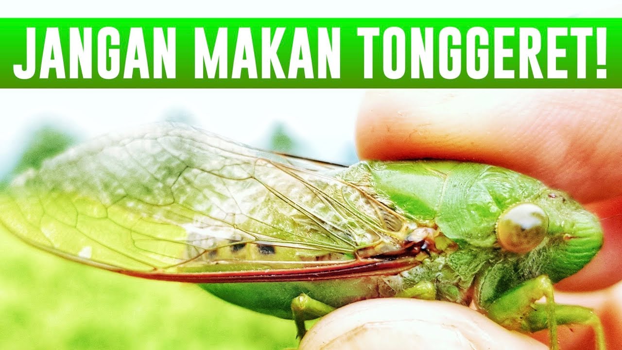 TONGGERET DILIHAT DARI JARAK DEKAT, SI PEMILIK MITOS PERTANDA MUSIM ...