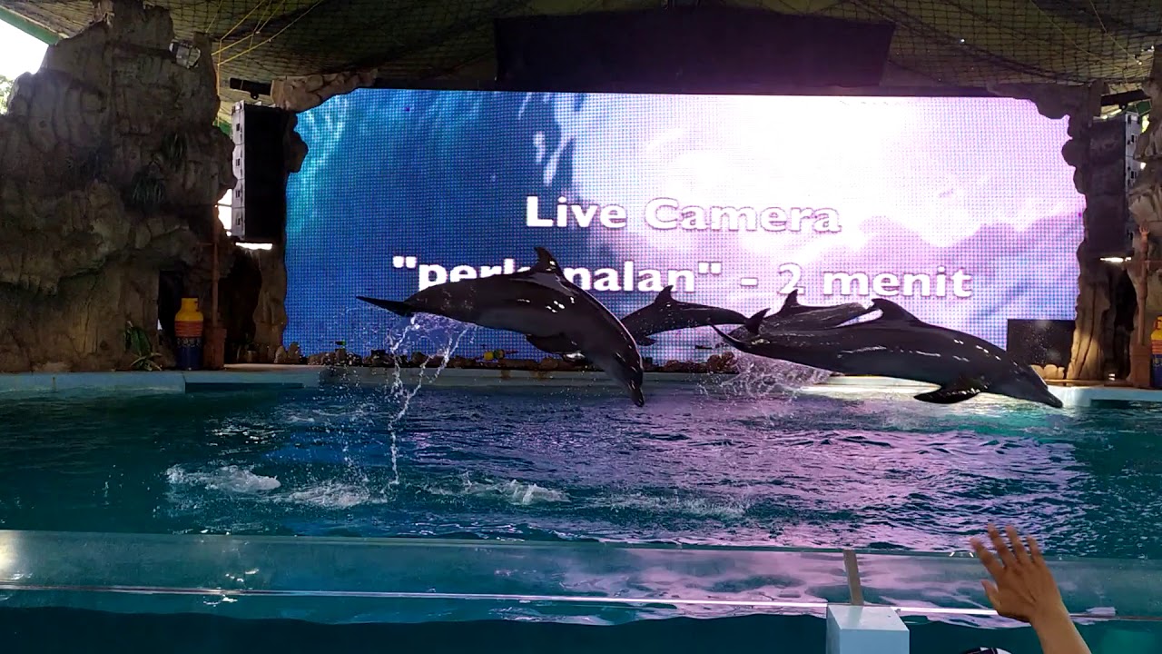Dolphin show part 1 - YouTube