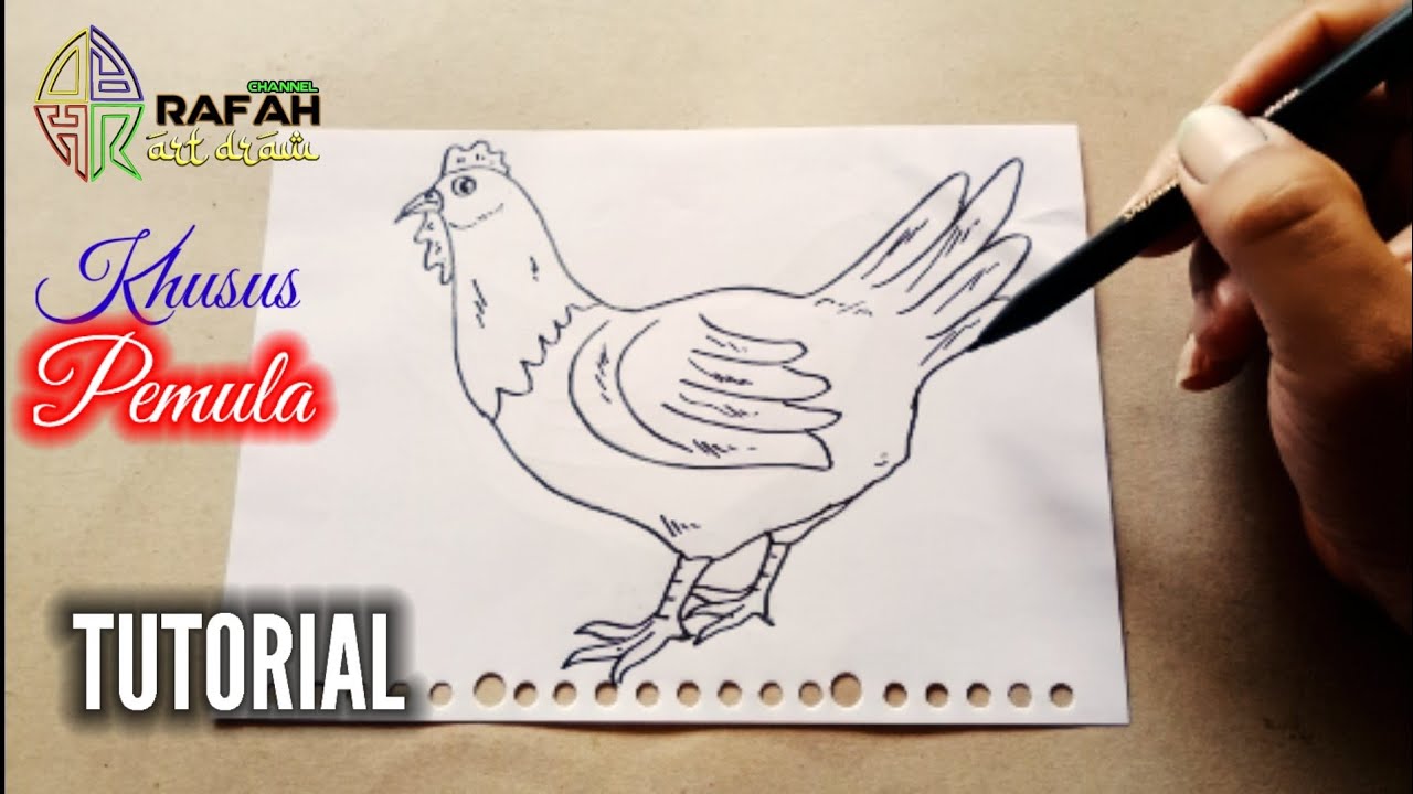 Cara menggambar ayam betina untuk PEMULA - YouTube