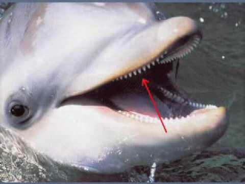 Skeleton of the Bottlenose Dolphin - YouTube