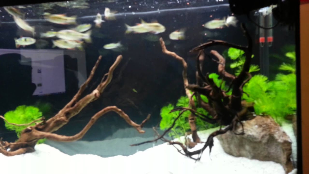 55g with exodon paradoxus or bucktooth tetra - YouTube