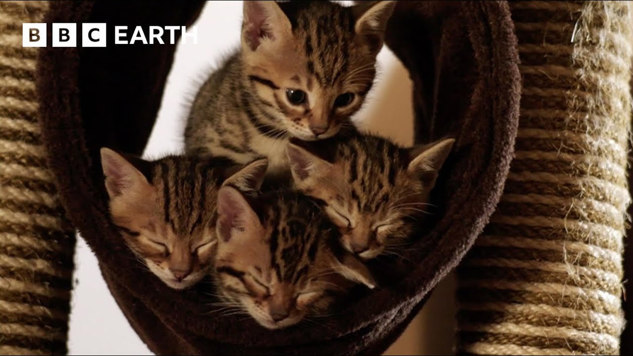 Acrobatic Bengal Kittens Learn to Hunt | Wonderful World of Puppies ...