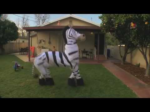 Party Rock Zebra! - YouTube