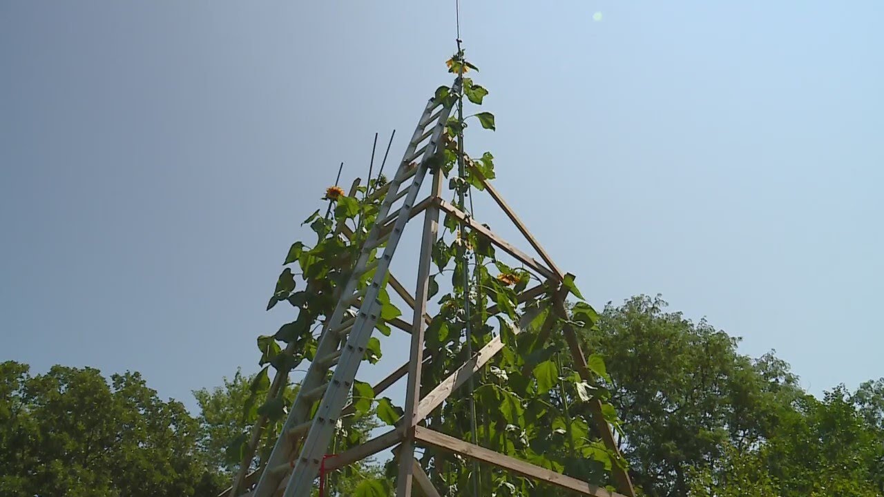 Fort Wayne man grows record-breaking sunflower - YouTube