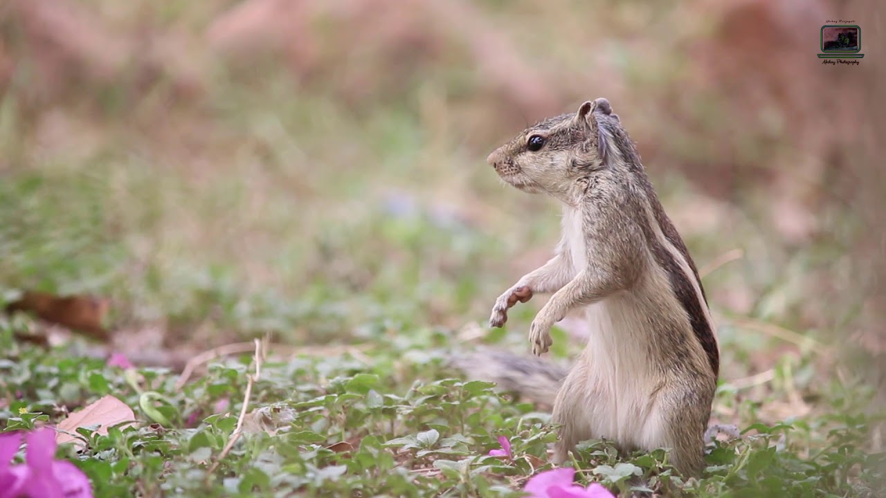 Squirrel - 2 || Ek Majani Khiskoli || મઝાની ખિસકોલી "બાળ ગીત" ||BAAL ...