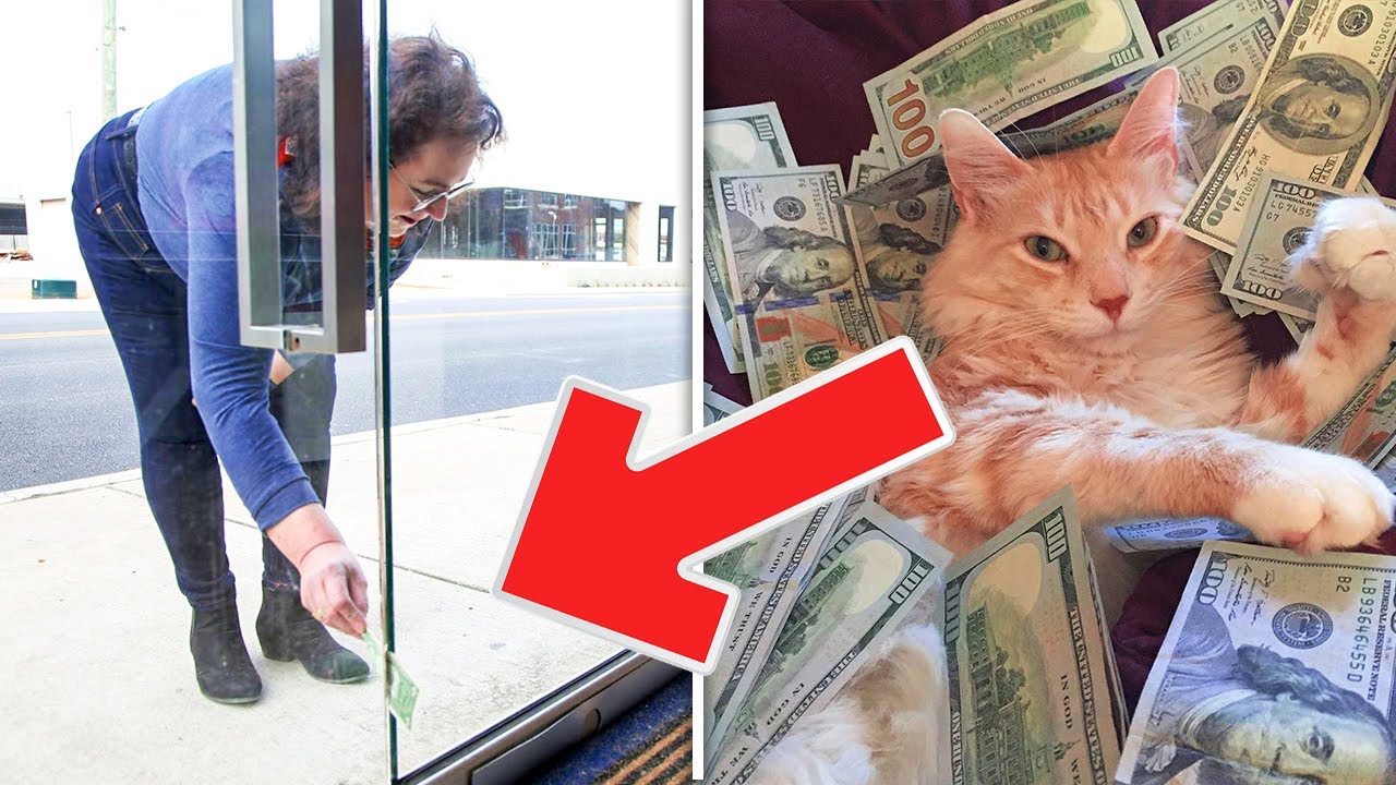 This cat gave her owner a lot of money every day he installed a camera ...