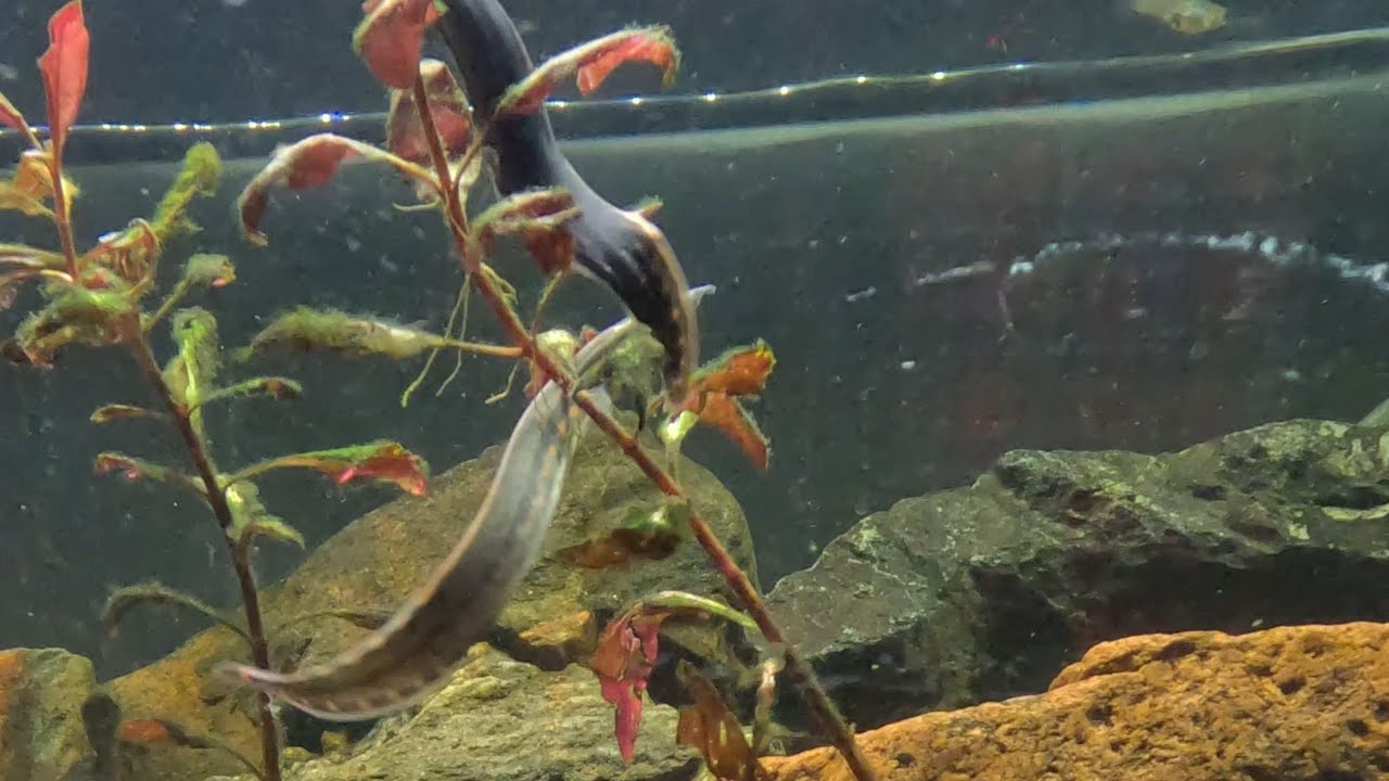 Community tank with fire eels - YouTube