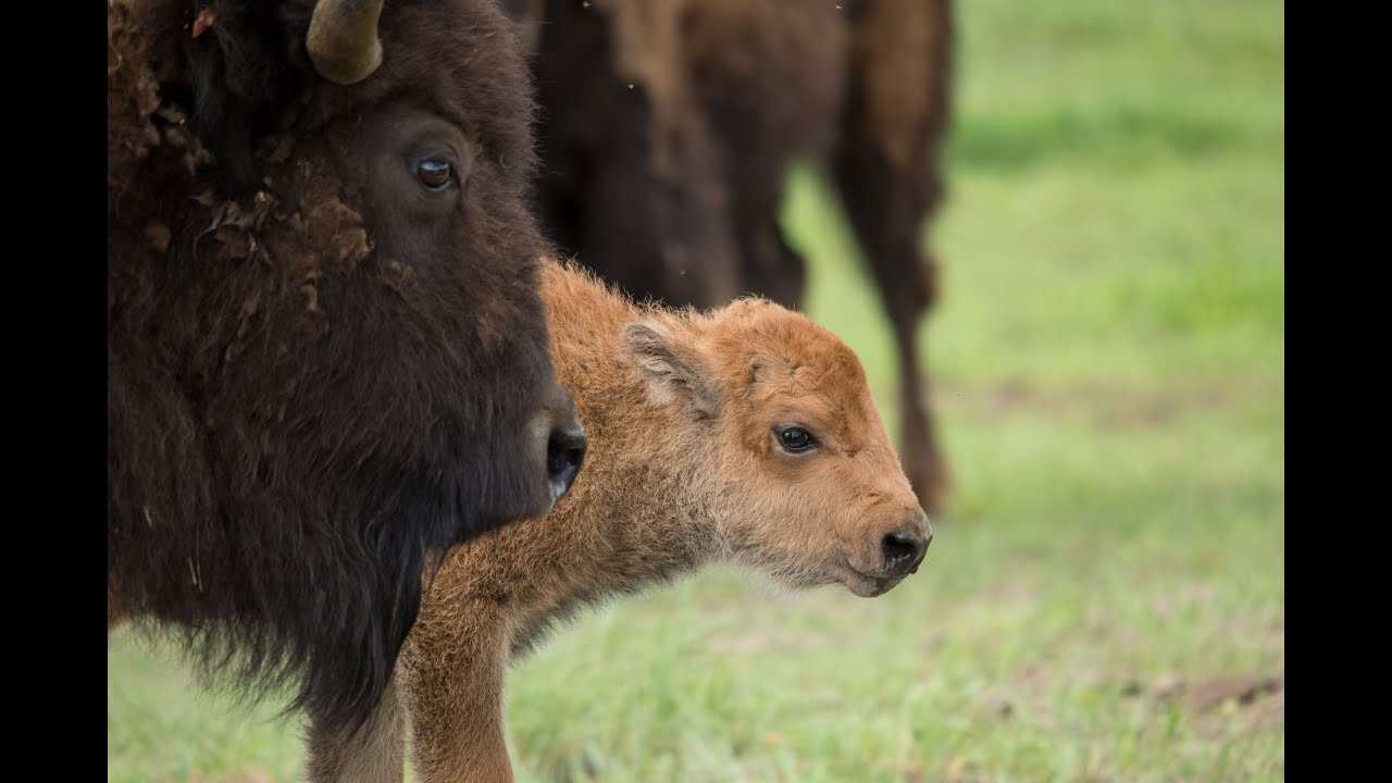 Bison Delivers Healthy Bull Calf at Colorado State University - YouTube