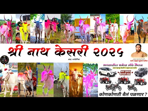 FORTUNER MAIDAN | फॉरच्यूनर मैदान साठी पळणारी संभावित प्रमुख बैल | सगळे हिंदकेसरी बैलं पळणार का ? 