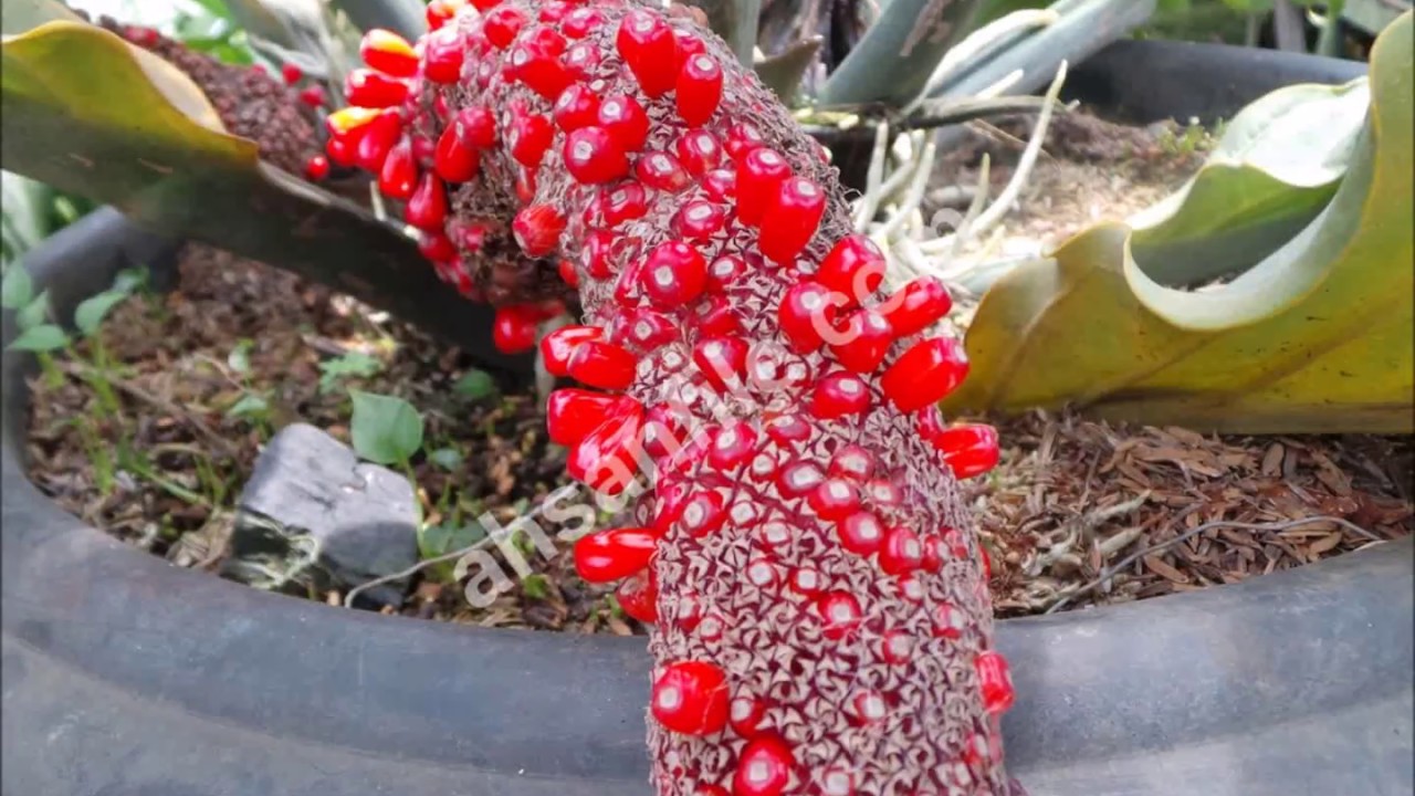 Bunga gelombang cinta- Floral waves of love. - YouTube