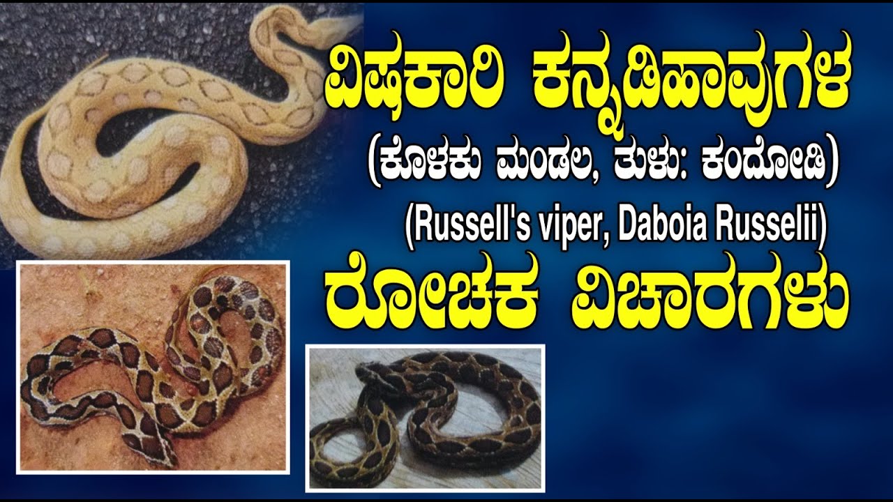 ವಿಷಪೂರಿತ ಕನ್ನಡಿ ಹಾವಿನ ಬಗ್ಗೆ ವಿಶೇಷ ಮಾಹಿತಿ | Information about Venomous ...