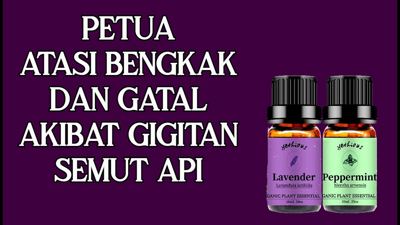 PETUA ATASI BENGKAK DAN GATAL AKIBAT GIGITAN SEMUT API Minyak Esen ...