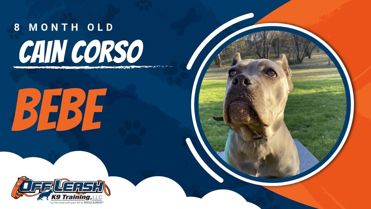 CAIN CORSO/DOG TRAINING - YouTube