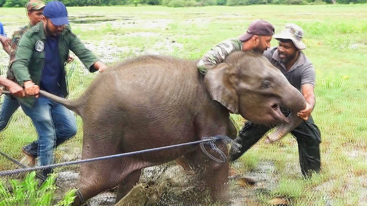 Humanity! Injured baby elephant who deprived his mother, gets treated ...