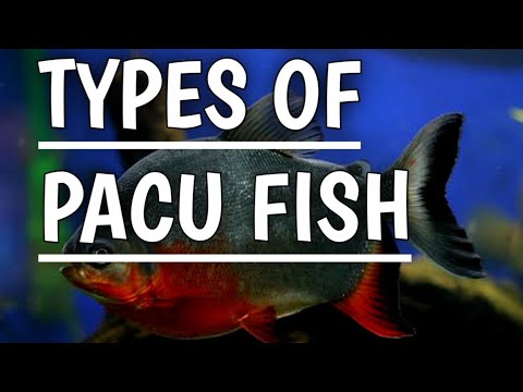 Types of pacu fish | Red belly pacu | Albino pacu | Tambaqui black pacu ...