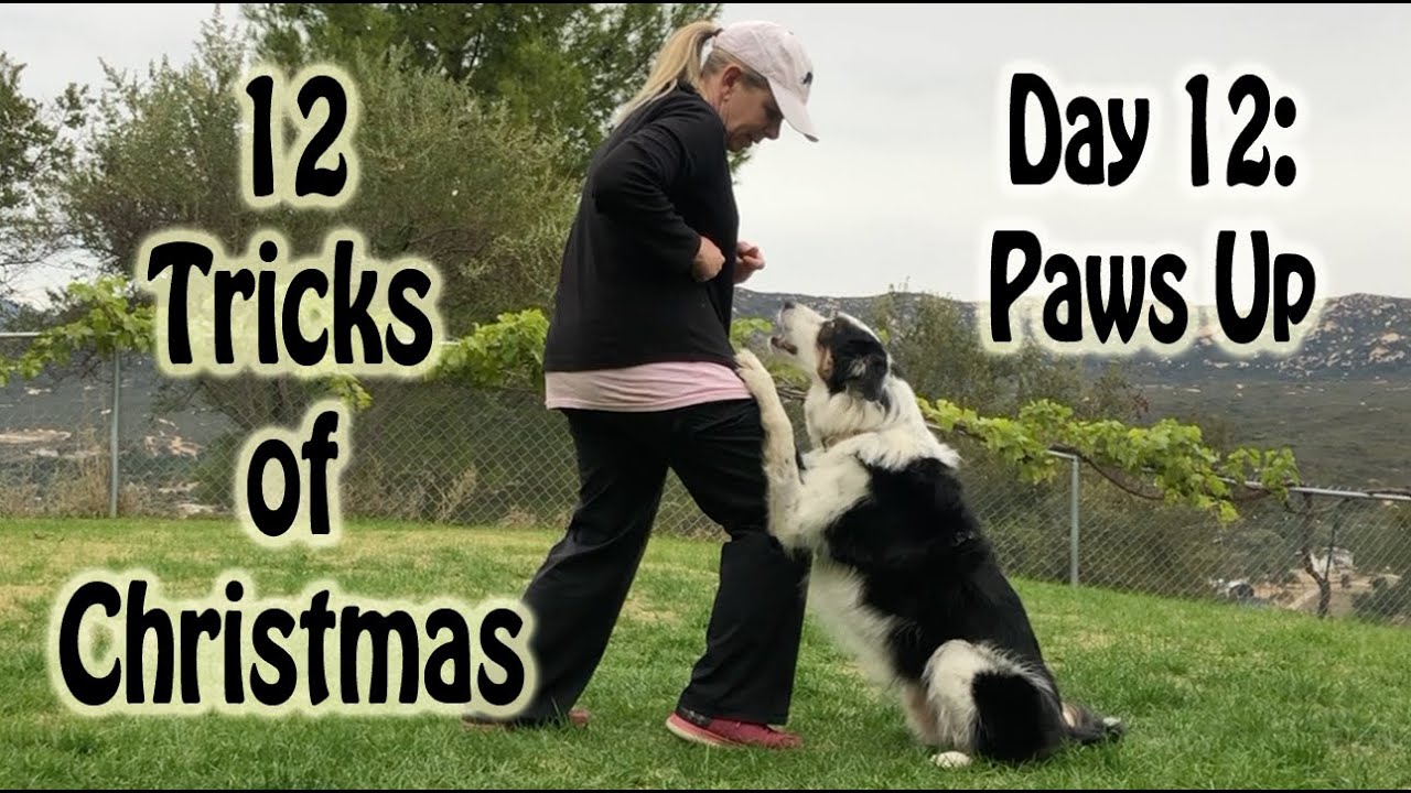 12 Tricks of Christmas - Day 12: Paws Up - YouTube
