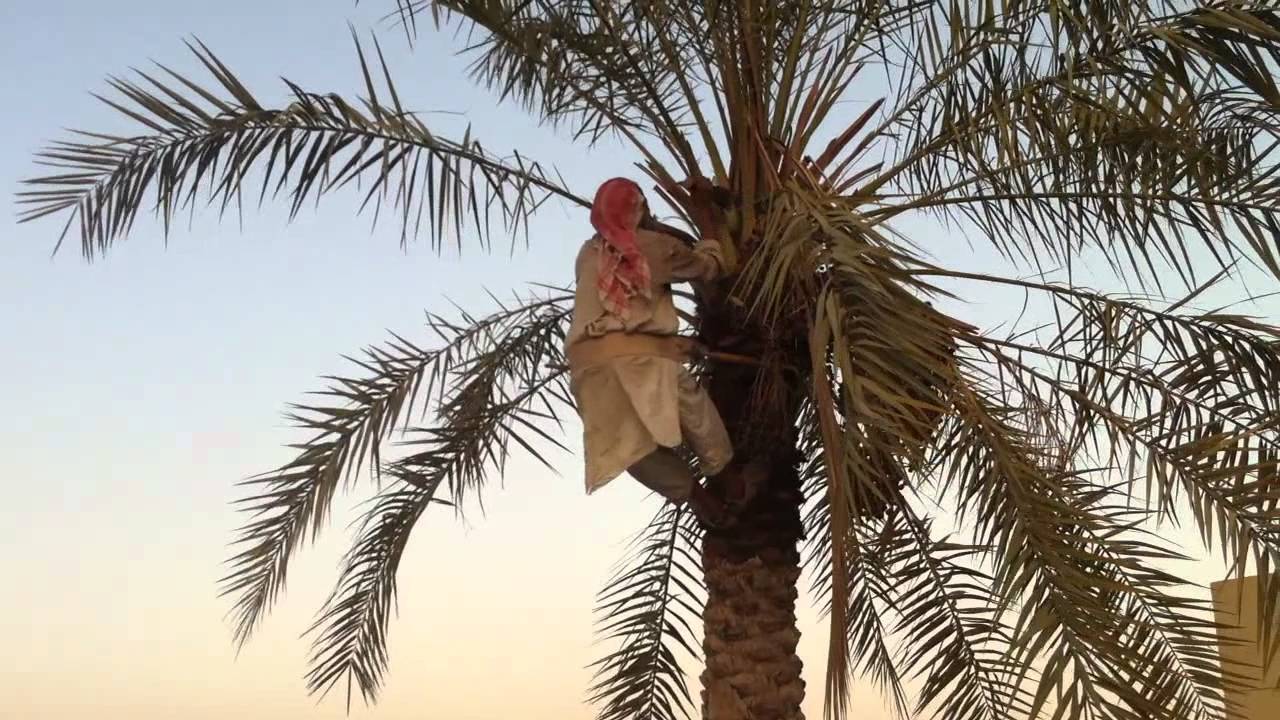 Man Cropping The Big Dates Tree - YouTube