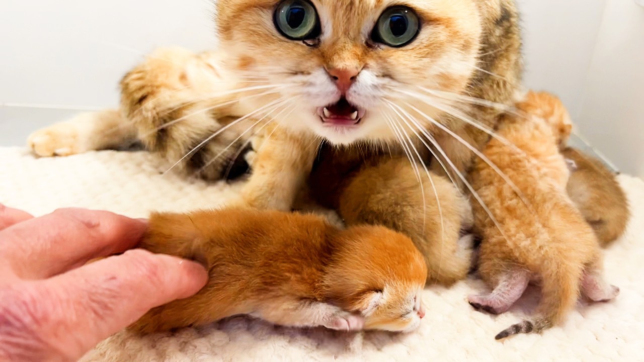 Angry mother cat presses baby kitten not letting him drink milk - YouTube