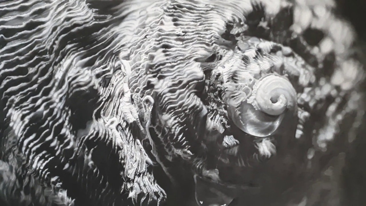 Charcoal Drawing of a Shell Finished - YouTube