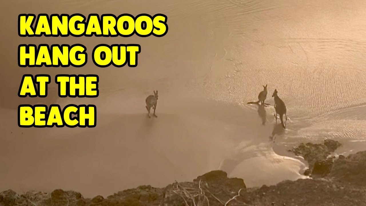 THESE KANGAROOS ARE BEST FREINDS! (KANGAROOS HANGING OUT AT THE BEACH ...