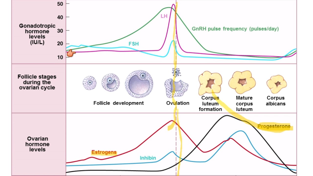 Reproductive System Part 3 of 3 - YouTube