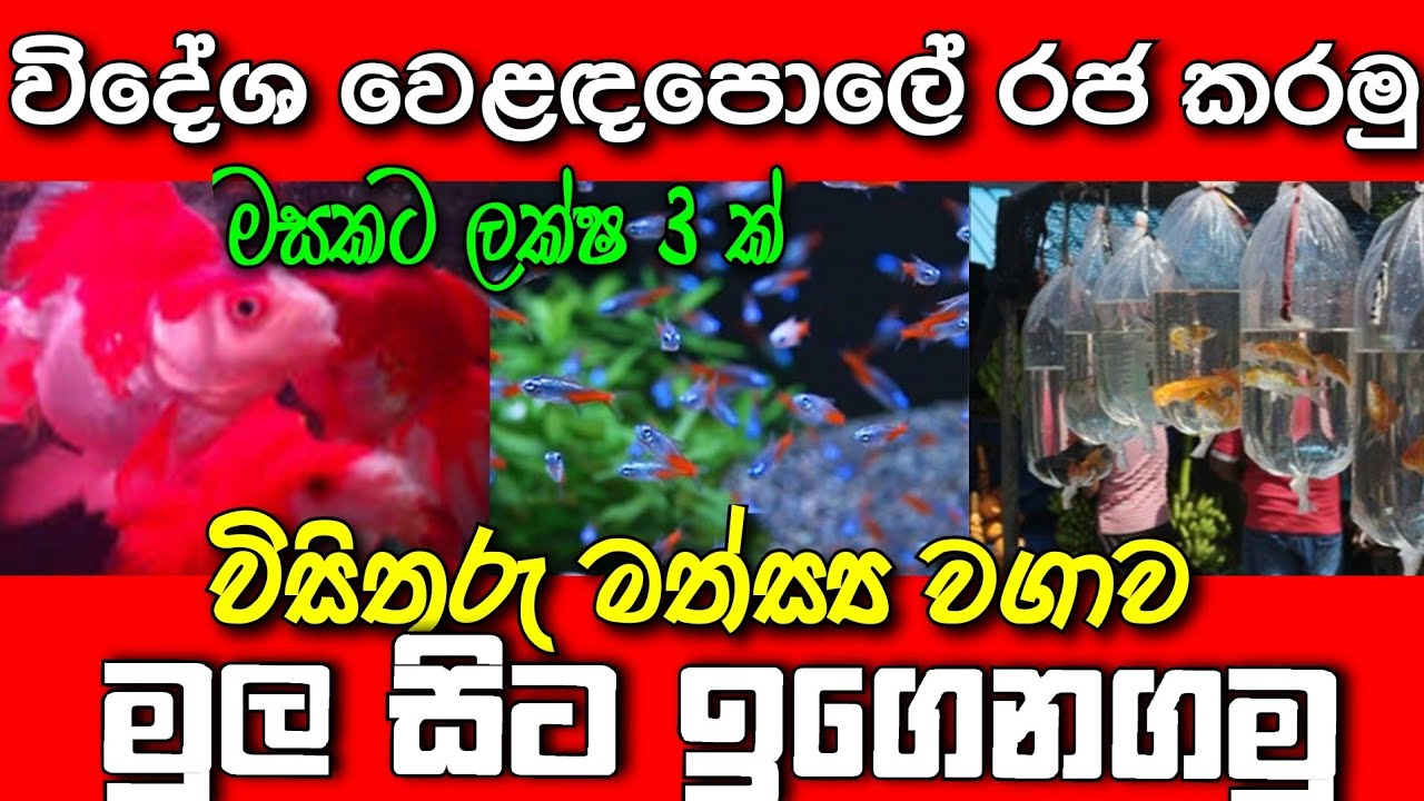 Surathal masun / ornamantal fish / surathal masun wagawa / සුරතල් මසුන් ...