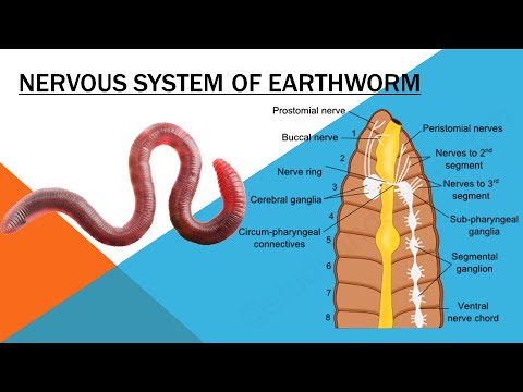 Nervous system of Earthworm | In 5 minutes | - YouTube