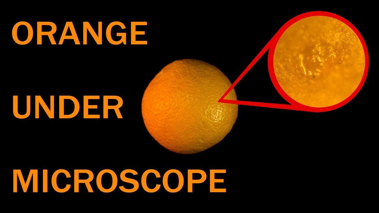 Orange Under Microscope - YouTube