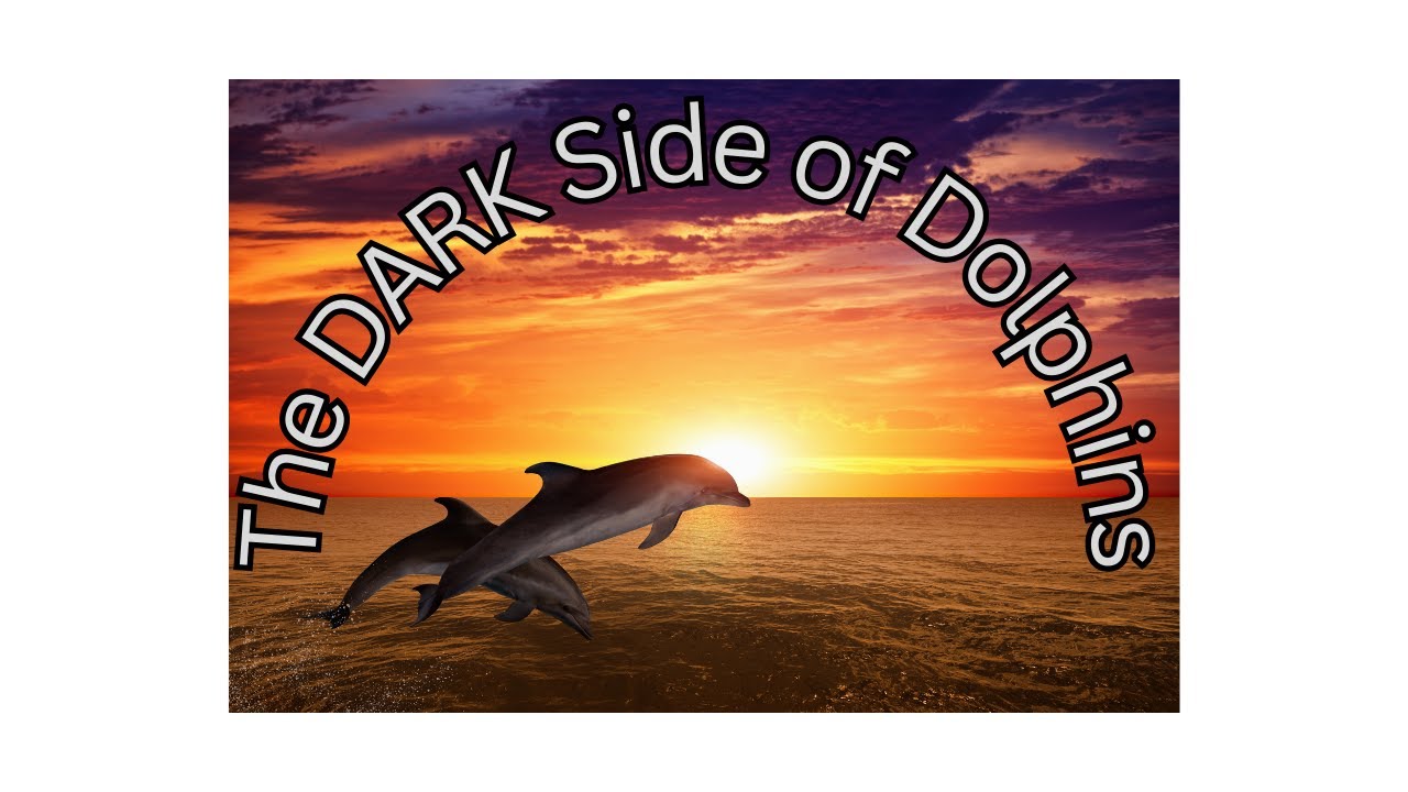 The Dark Side of Dolphins: Unveiling the Truth Behind the Smiles - YouTube