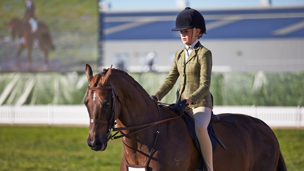 Champions Large Saddle Pony, Small Saddle Pony, Show Hunter Small Pony ...