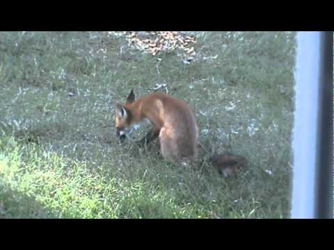 fox eating a mole - YouTube
