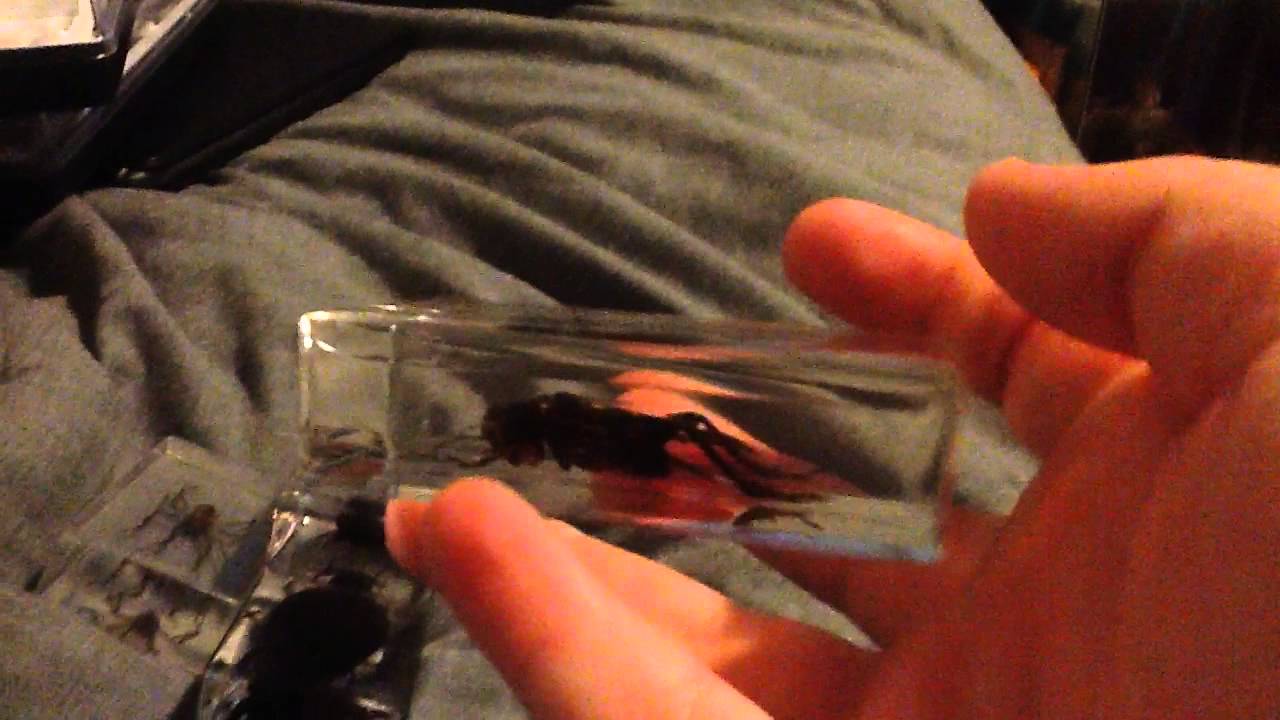 Real life bugs and insects issue 12,13,14,15,16,17,18,19 - YouTube