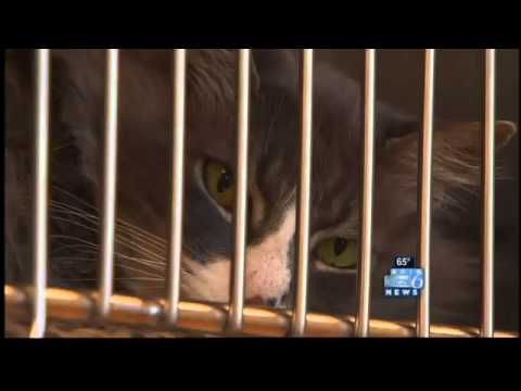 Vancouver animal shelter overcrowded, turning away cats - YouTube