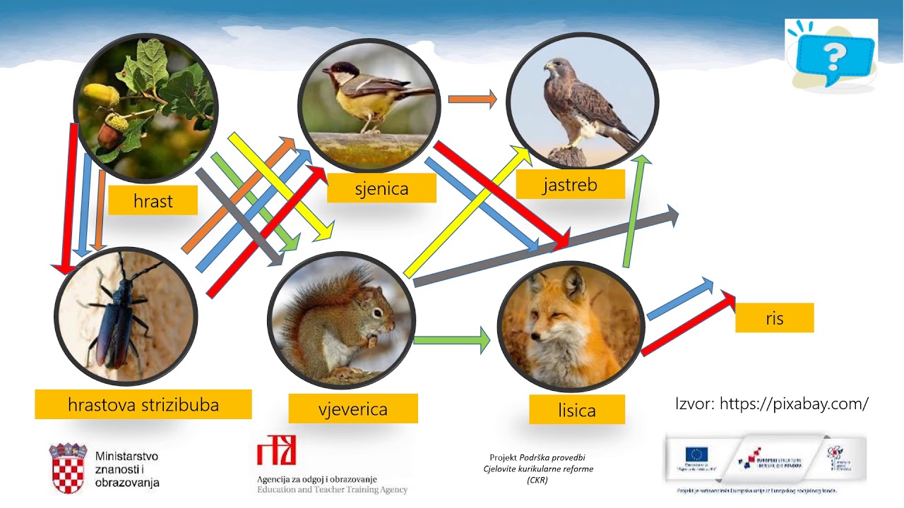 Priroda 6.r. OŠ - Prirodna ravnoteža - YouTube