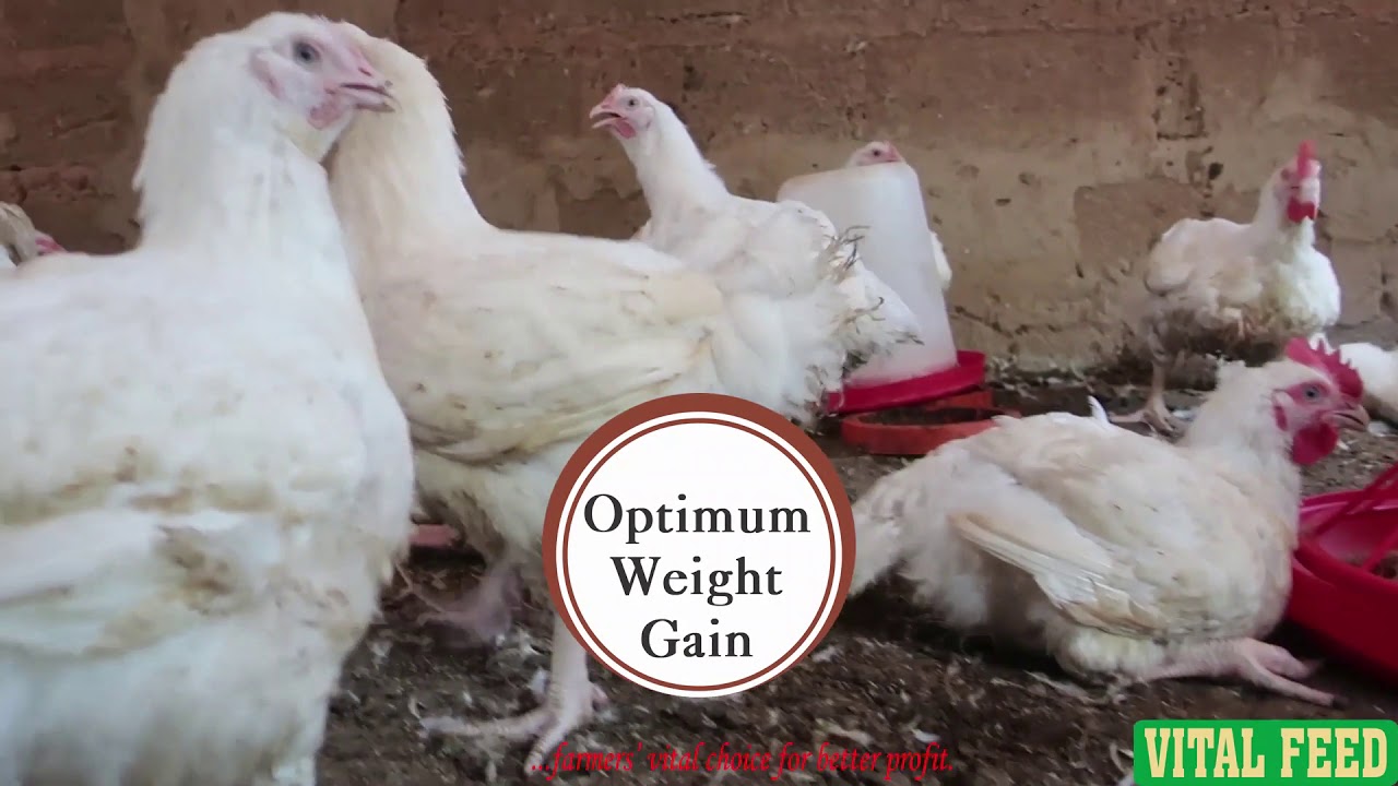 Vital Feed 3 in 1 Broiler Feed Range - Gets your Broiler to Market in ...