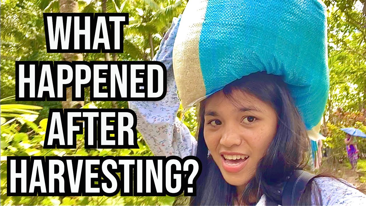 This is what happened after harvesting in the Province Philippines ...