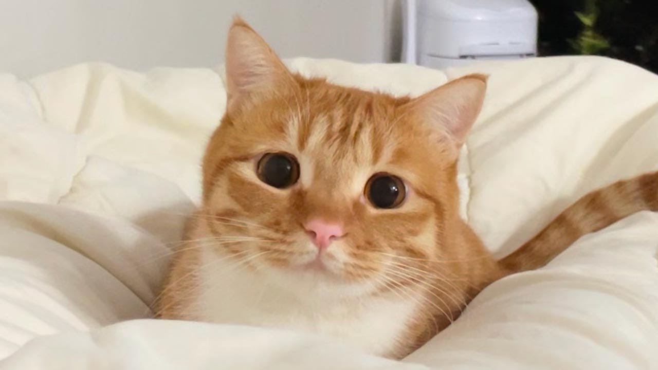 이런 걸 동그라미라고 하는 거야 치즈고양이 동글아 - YouTube