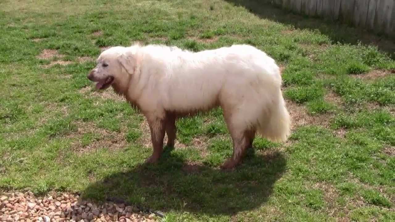 Great Pyrenees Digs a Muddy Hole - YouTube