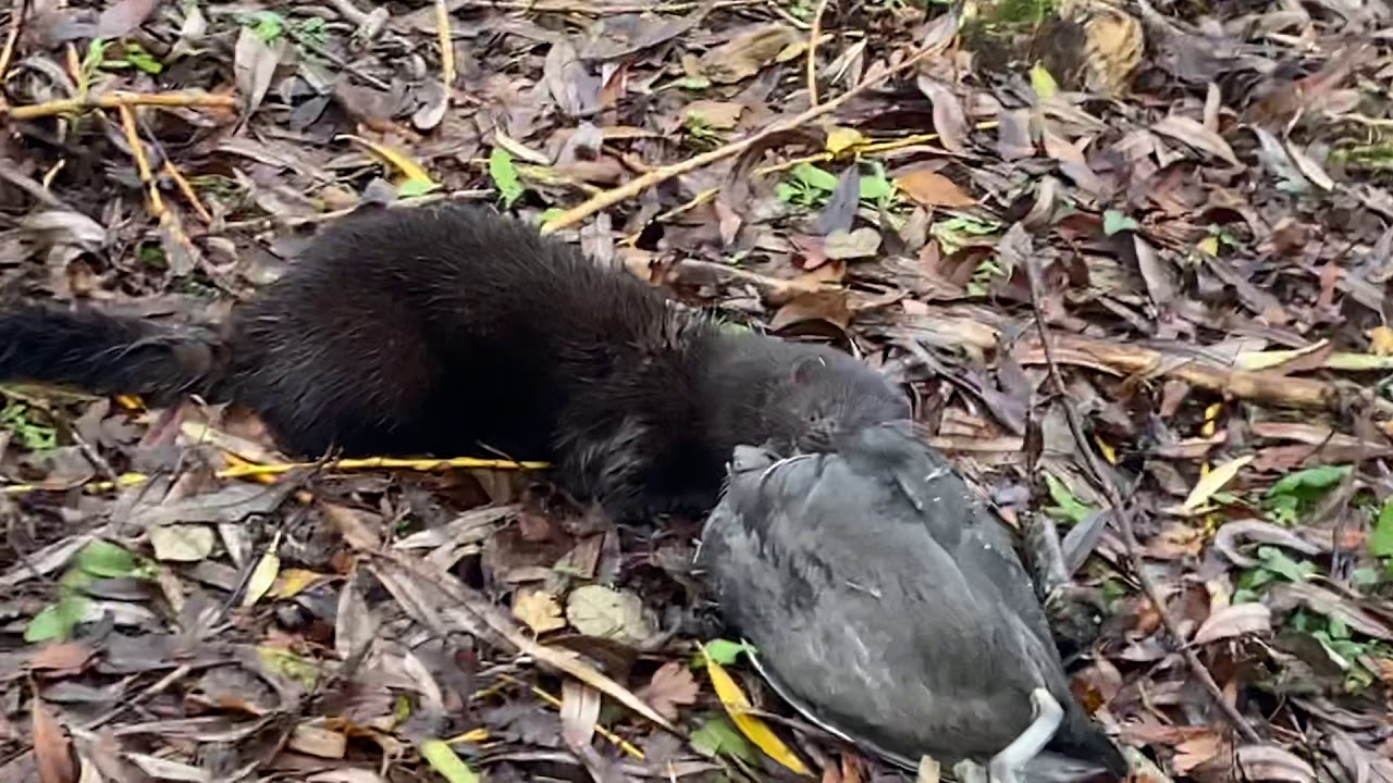 Mink eating a fresh kill. - YouTube