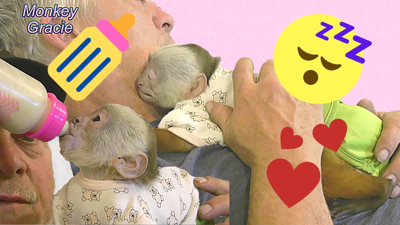 Baby Monkey Ava BOTTLE 🍼 And FALL ASLEEP 😴 On Dad | ADORABLE BABY 🤗💕 ...